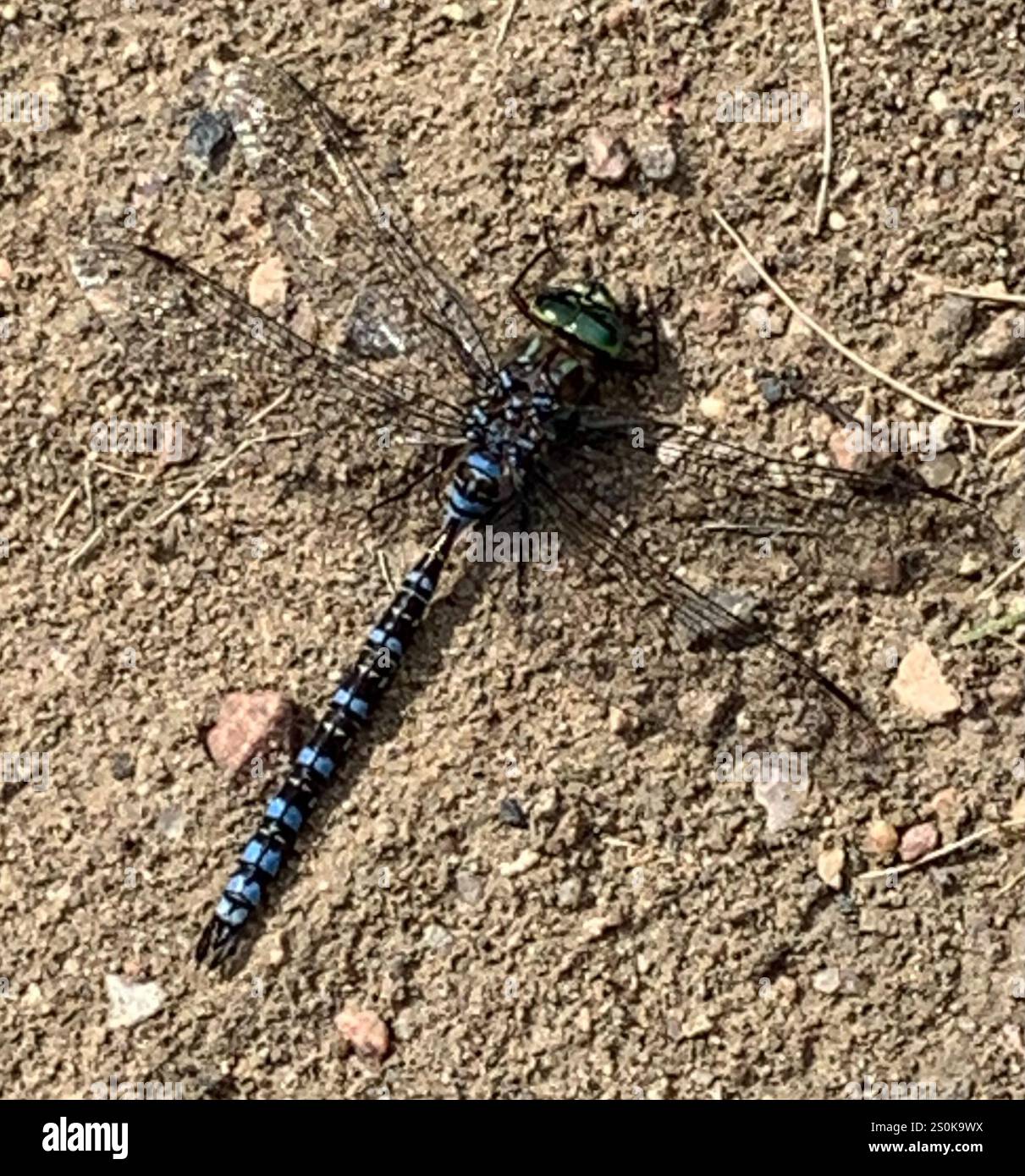 Hawkers and Typical Darners (Aeshna Stock Photo - Alamy