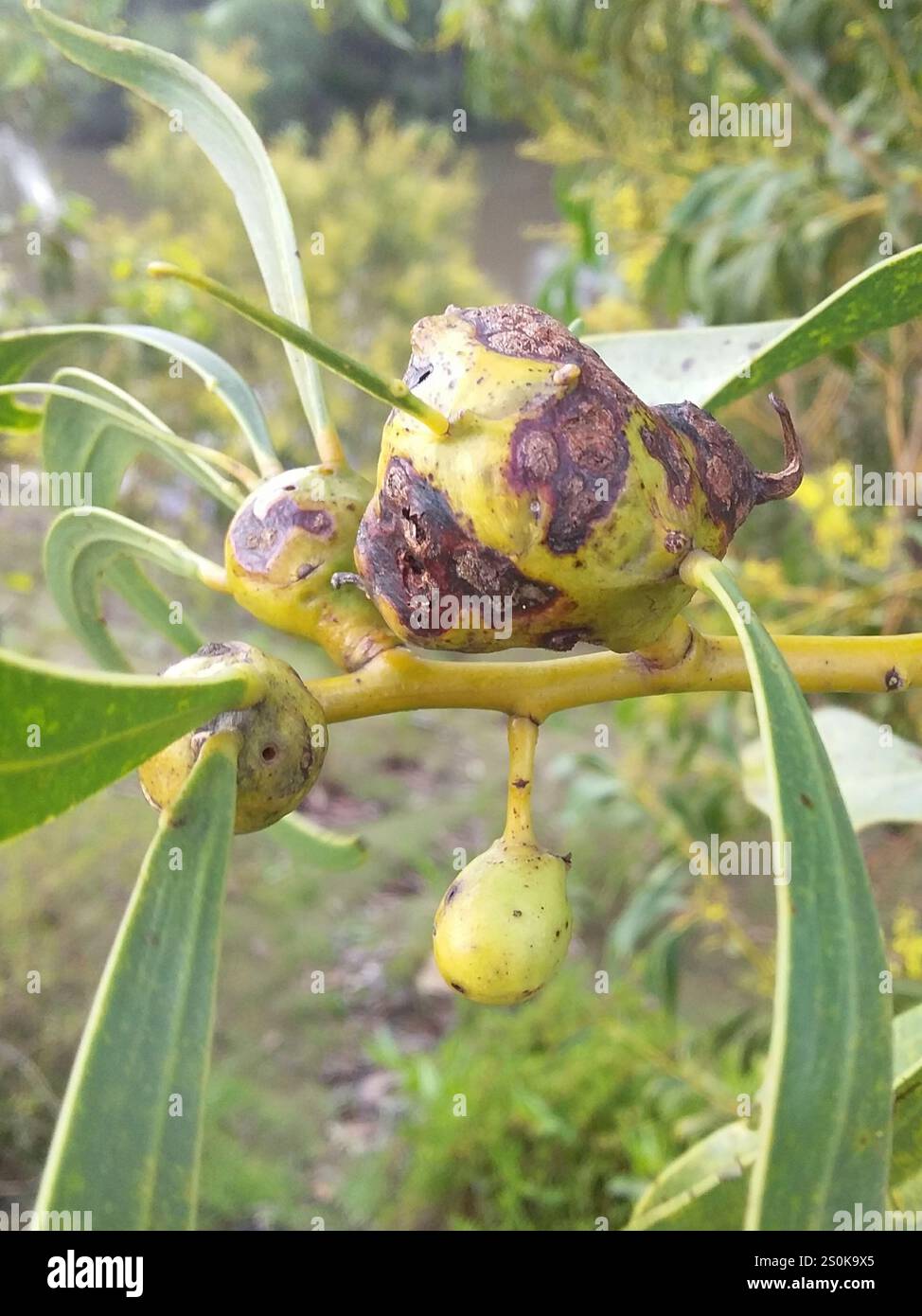 Golden Wattle Gall Wasp (Trichilogaster signiventris Stock Photo - Alamy
