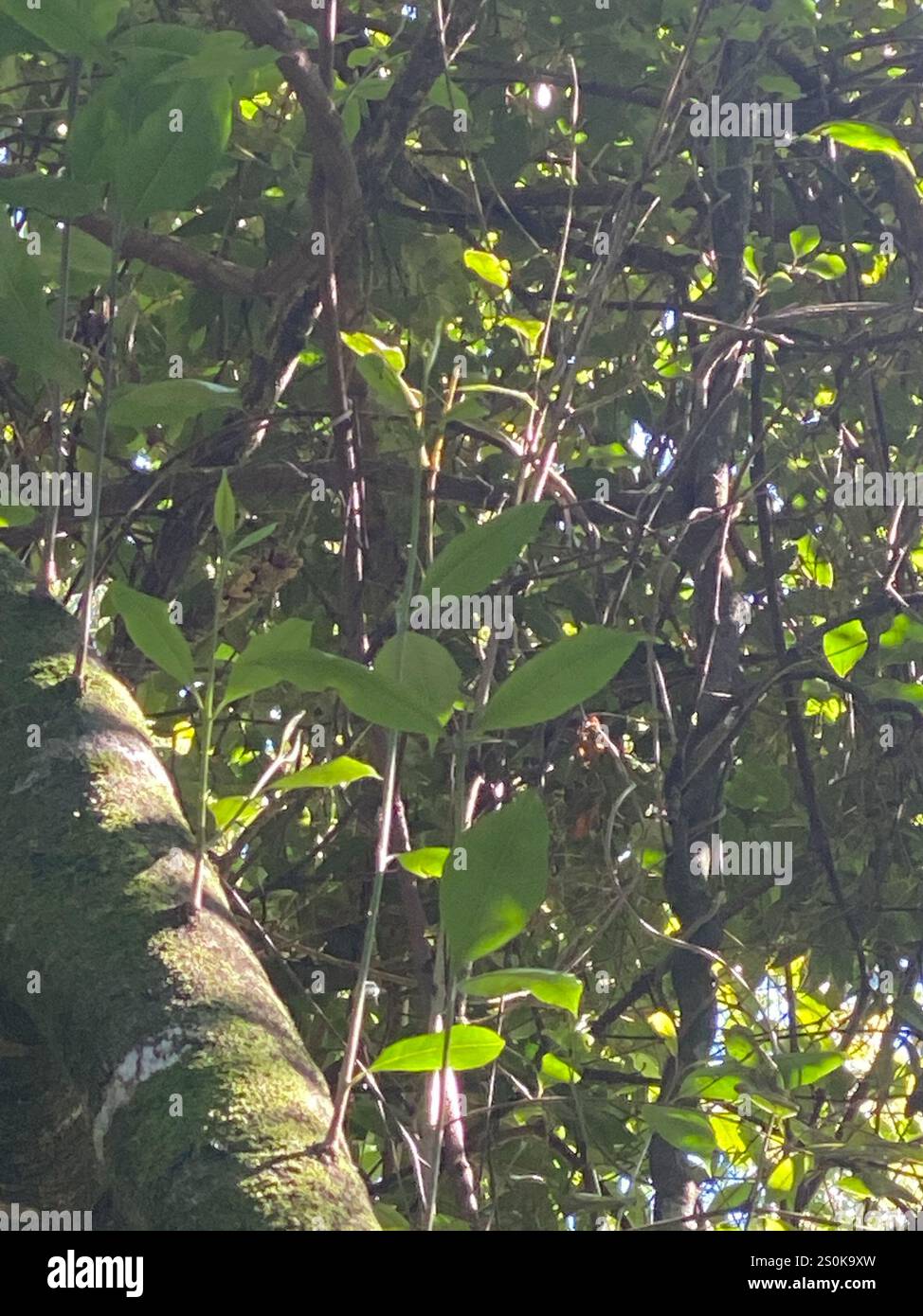 Australian Olive (Olea paniculata Stock Photo - Alamy
