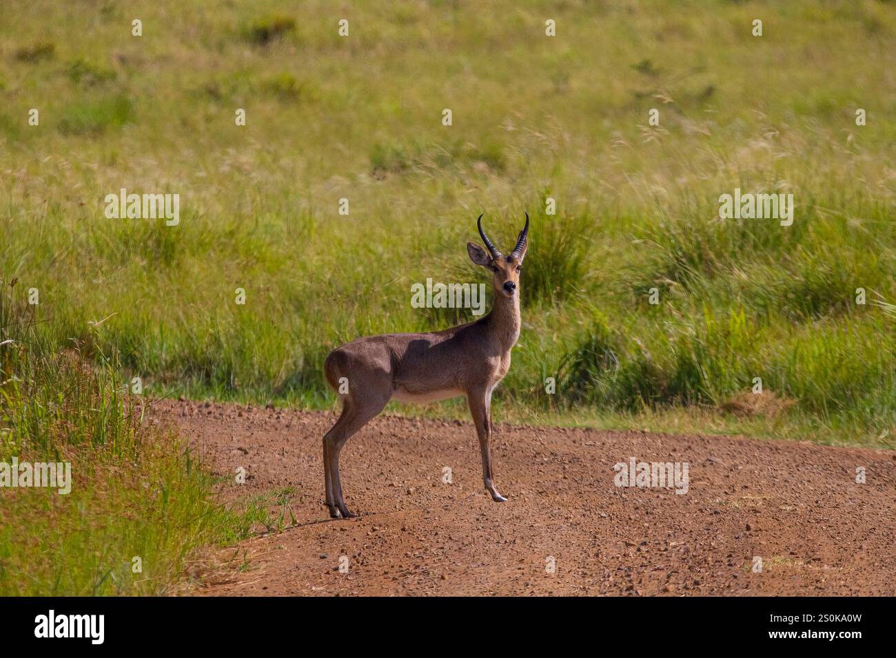 Southern reedbuck (Redunca arundinum) lives near water in southern ...
