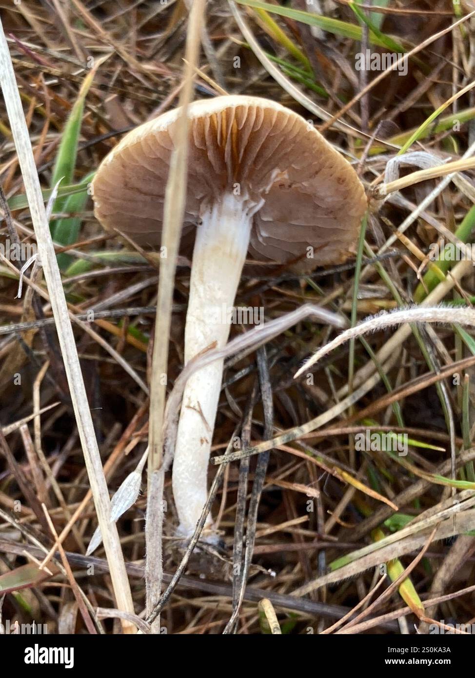 Common Fieldcap (Agrocybe pediades Stock Photo - Alamy