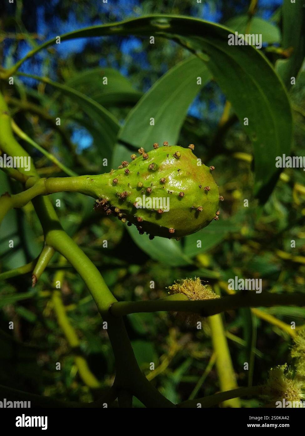 Golden Wattle Gall Wasp (Trichilogaster signiventris Stock Photo - Alamy