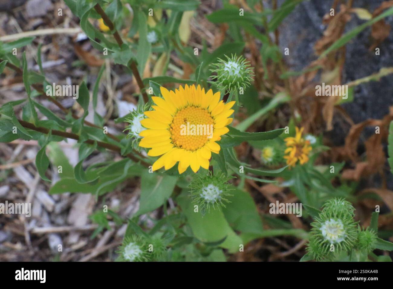 Puget sound gumweed (Grindelia integrifolia Stock Photo - Alamy