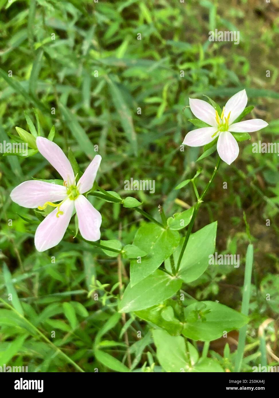 Rosepink (Sabatia angularis Stock Photo - Alamy