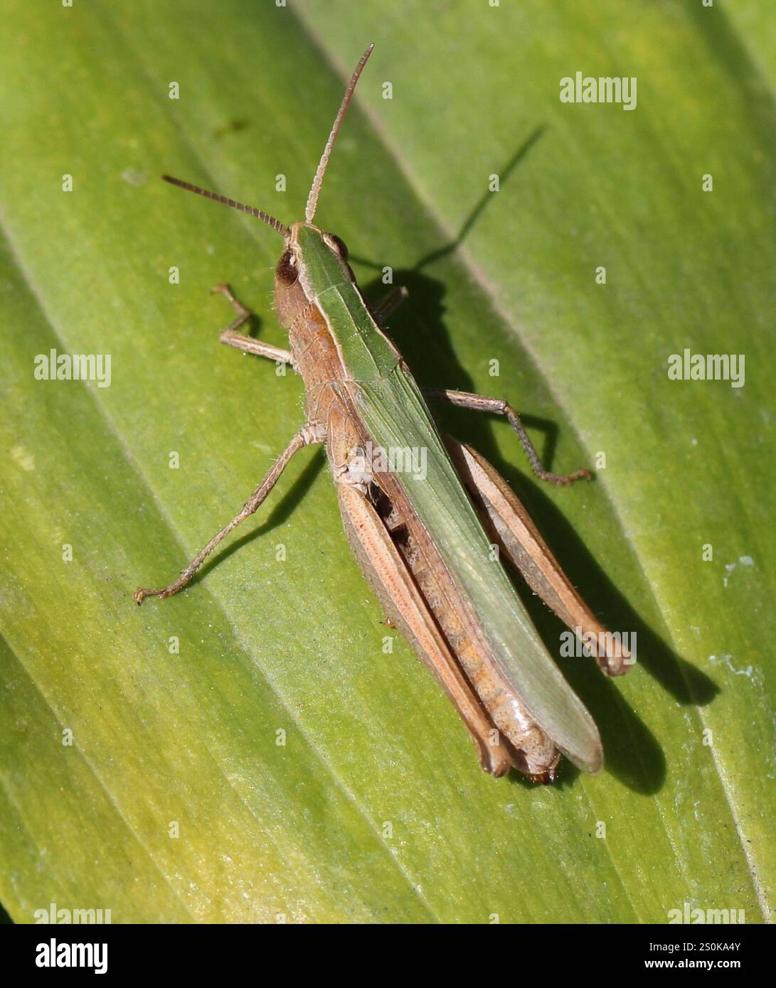 Two-coloured Grasshopper (Chorthippus dichrous Stock Photo - Alamy