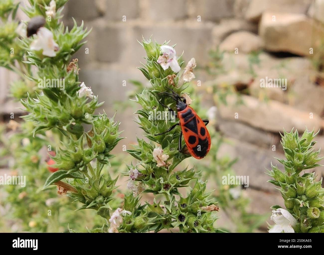 European Firebug (Pyrrhocoris apterus Stock Photo - Alamy