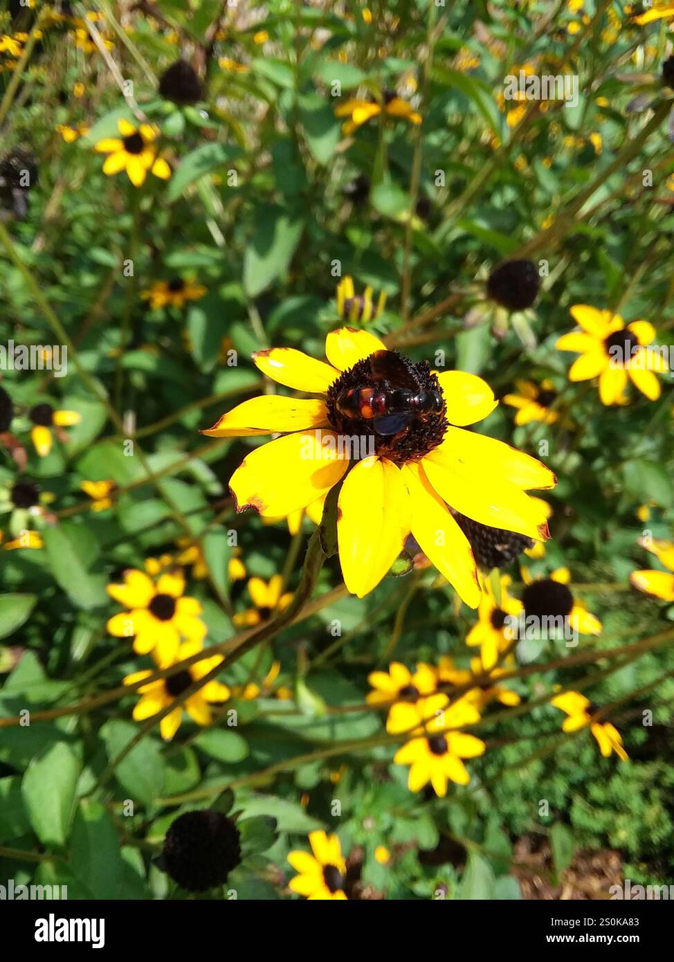 Noble Scoliid Wasp (Scolia nobilitata Stock Photo - Alamy