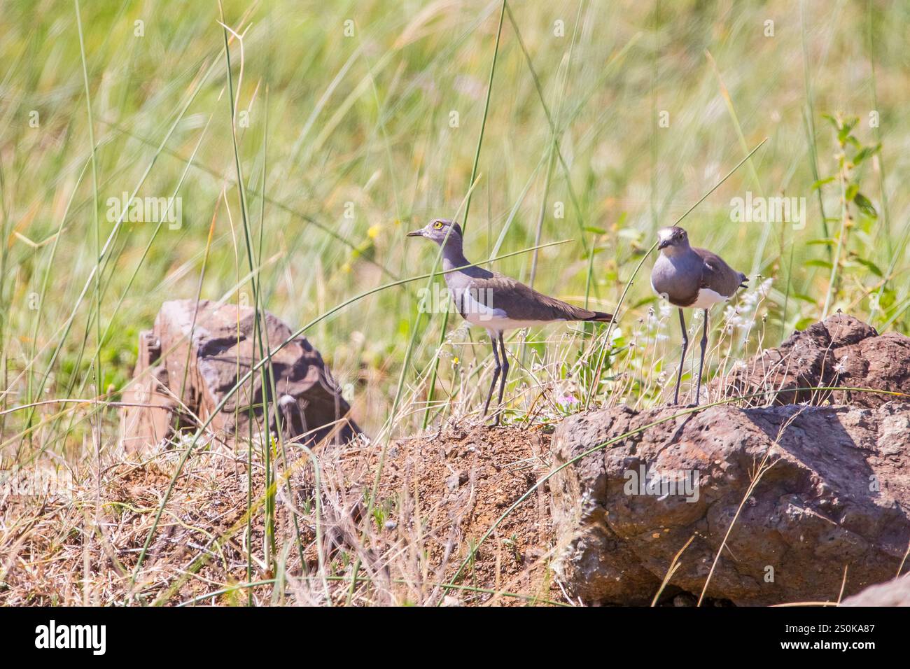 Senegal lapwing (Vanellus lugubris) is a resident African bird. They ...