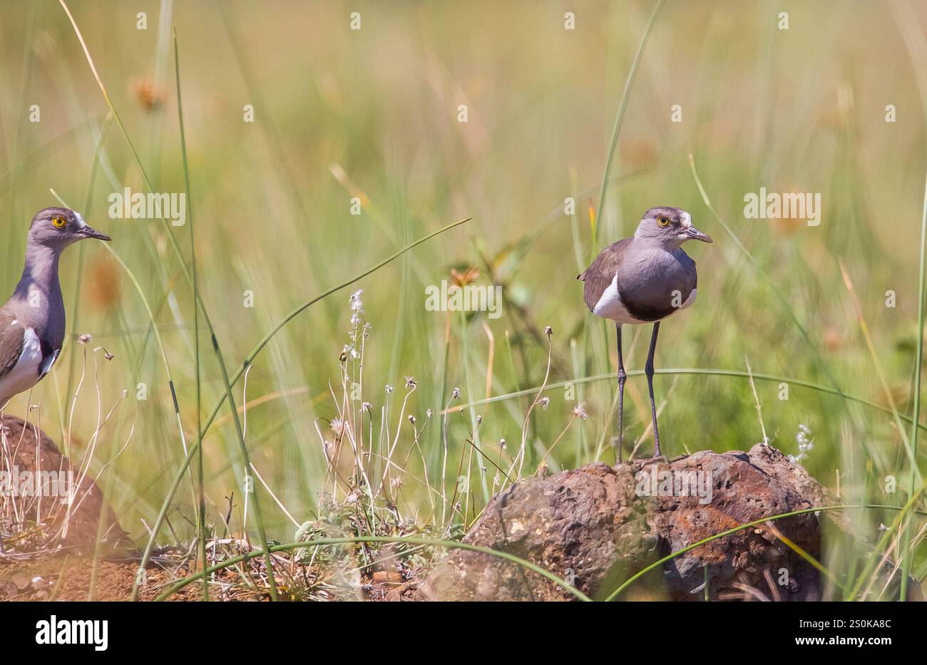 Senegal lapwing (Vanellus lugubris) is a resident African bird. They ...