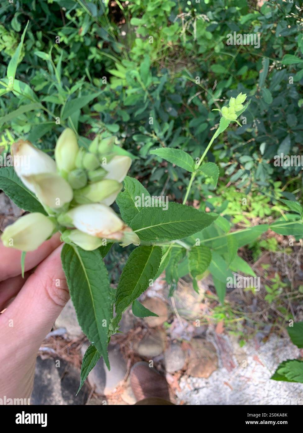 white turtlehead (Chelone glabra Stock Photo - Alamy