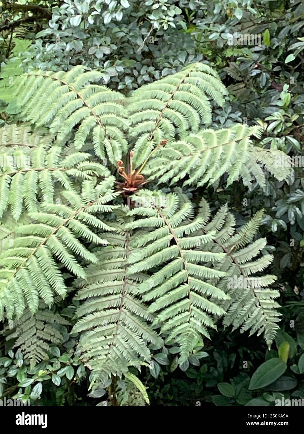 Tree Ferns and Allies (Cyatheales Stock Photo - Alamy