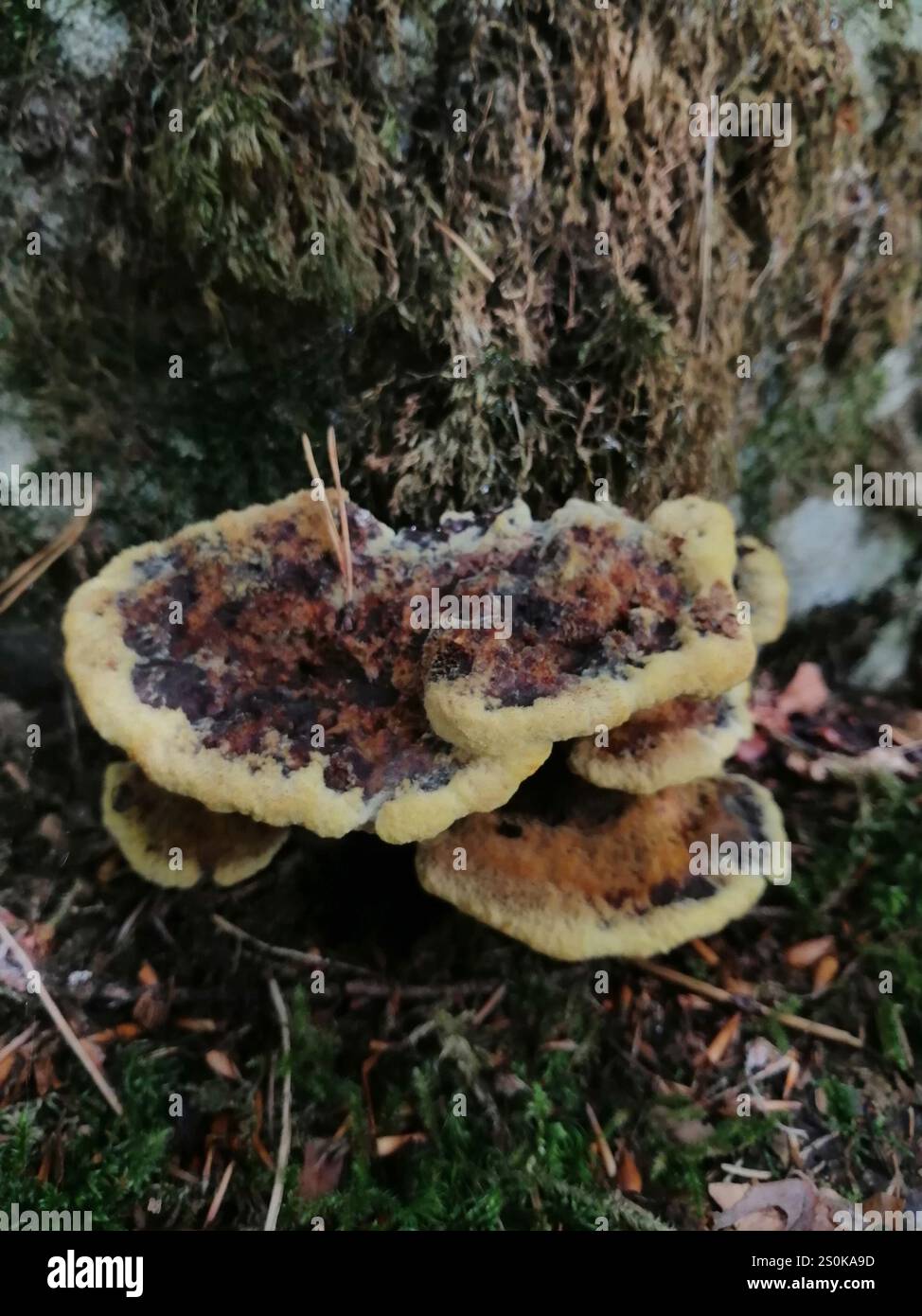 Dyer's Polypore (Phaeolus schweinitzii Stock Photo - Alamy