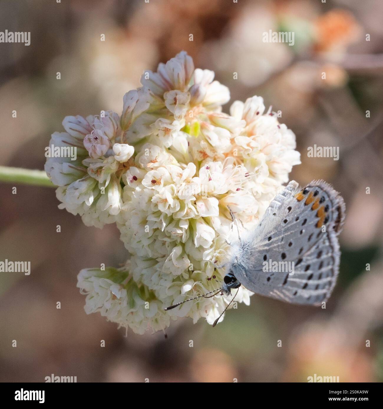 Acmon Blue (Icaricia acmon Stock Photo - Alamy