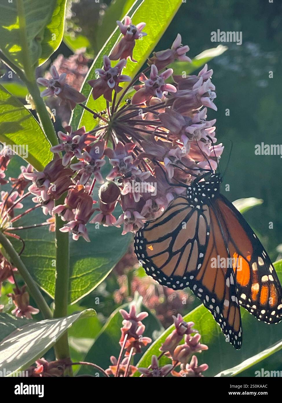 Monarch (Danaus plexippus Stock Photo - Alamy