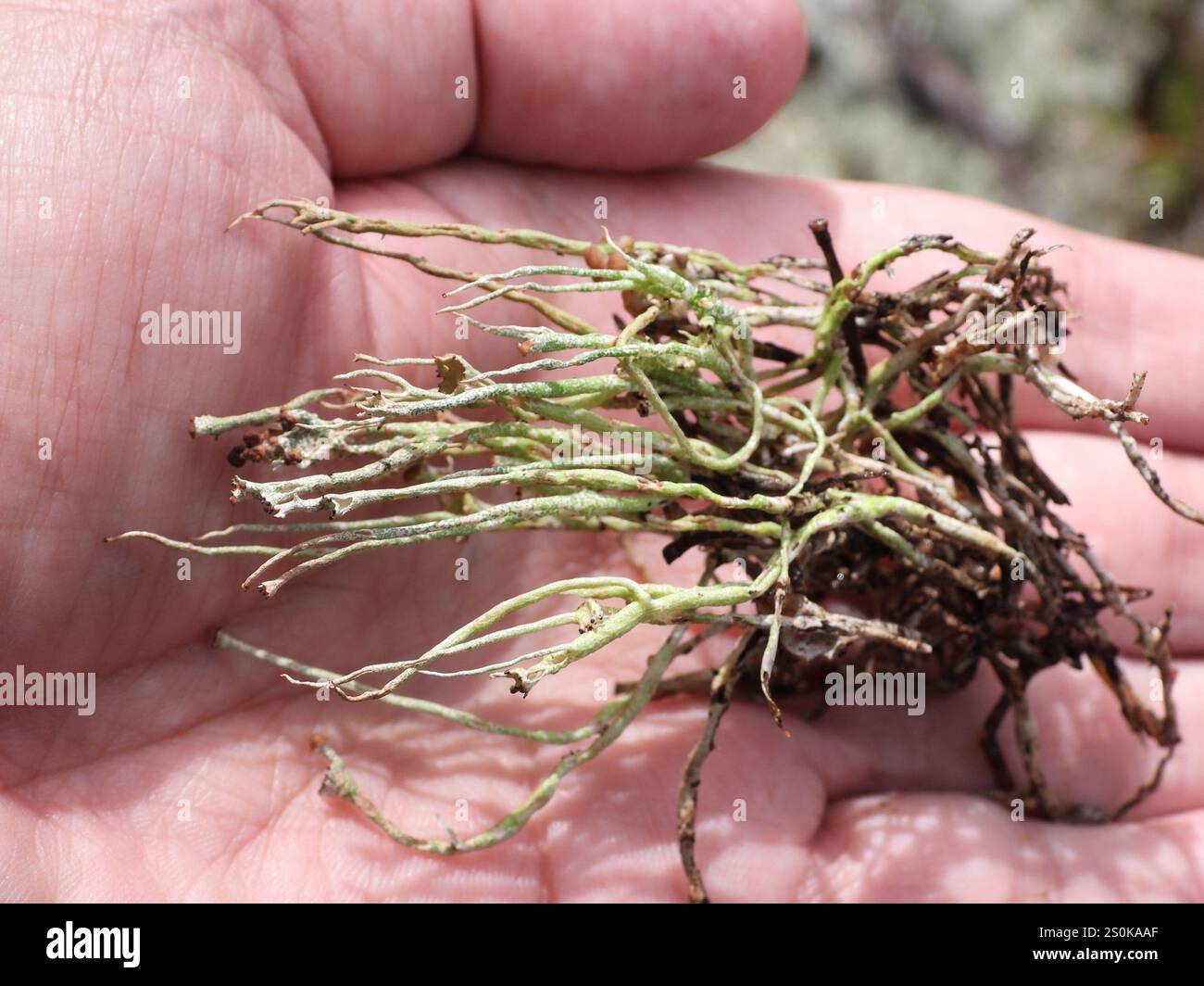 Smooth Pixie Lichen (Cladonia gracilis gracilis Stock Photo - Alamy