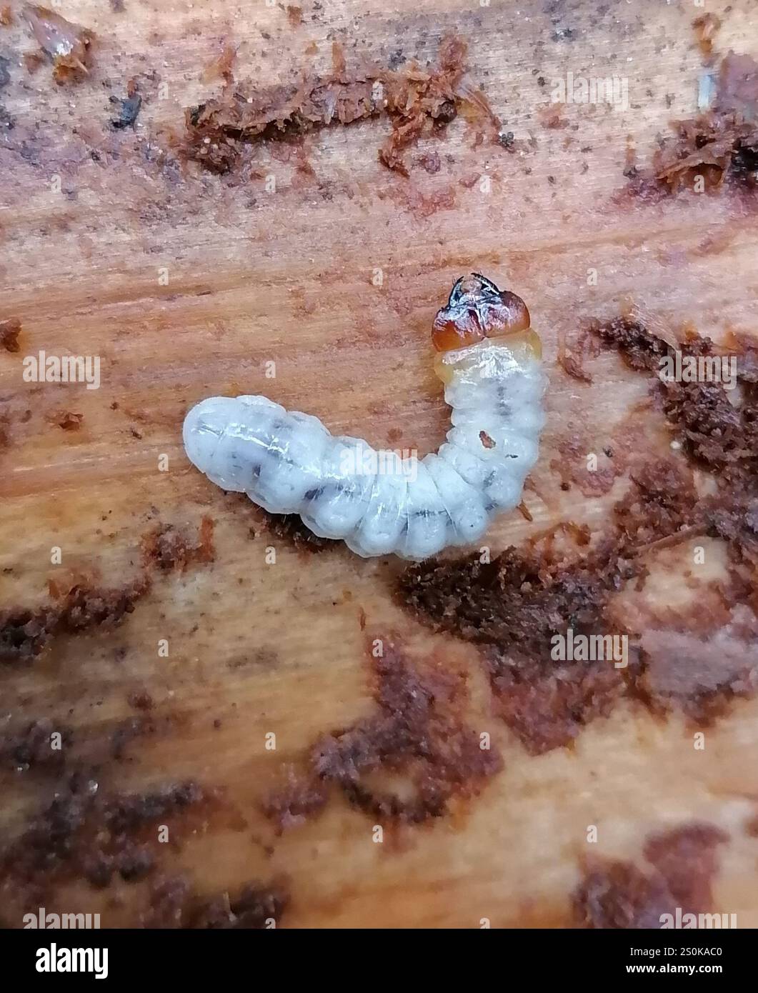 Ribbed Pine Borer (Rhagium inquisitor Stock Photo - Alamy
