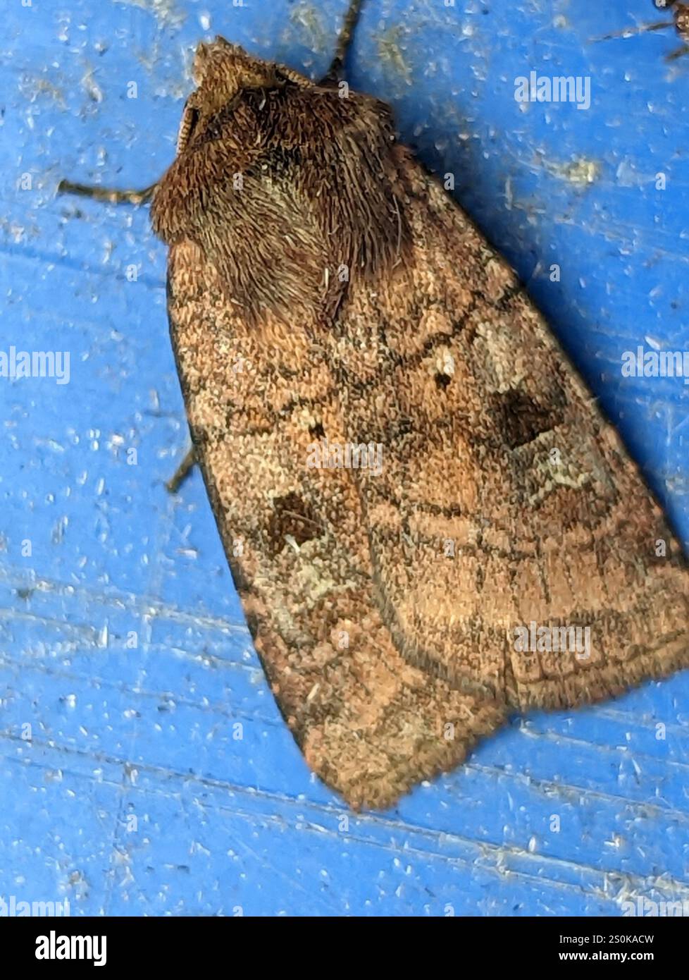 Small Square-spot (Diarsia rubi Stock Photo - Alamy