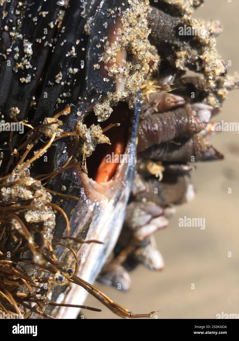 California Mussel (Mytilus californianus Stock Photo - Alamy