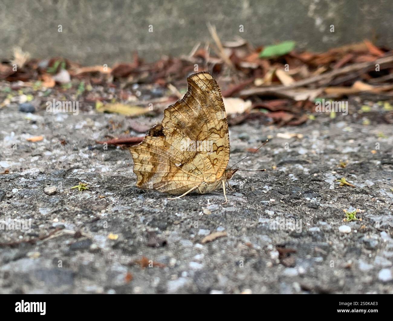 Asian Comma (Polygonia c-aureum Stock Photo - Alamy