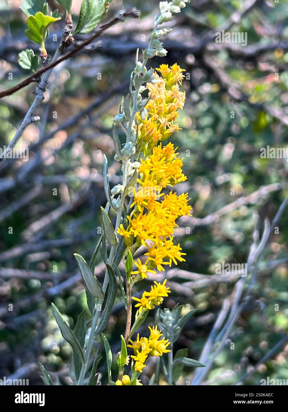 northern goldenrod (Solidago multiradiata Stock Photo - Alamy