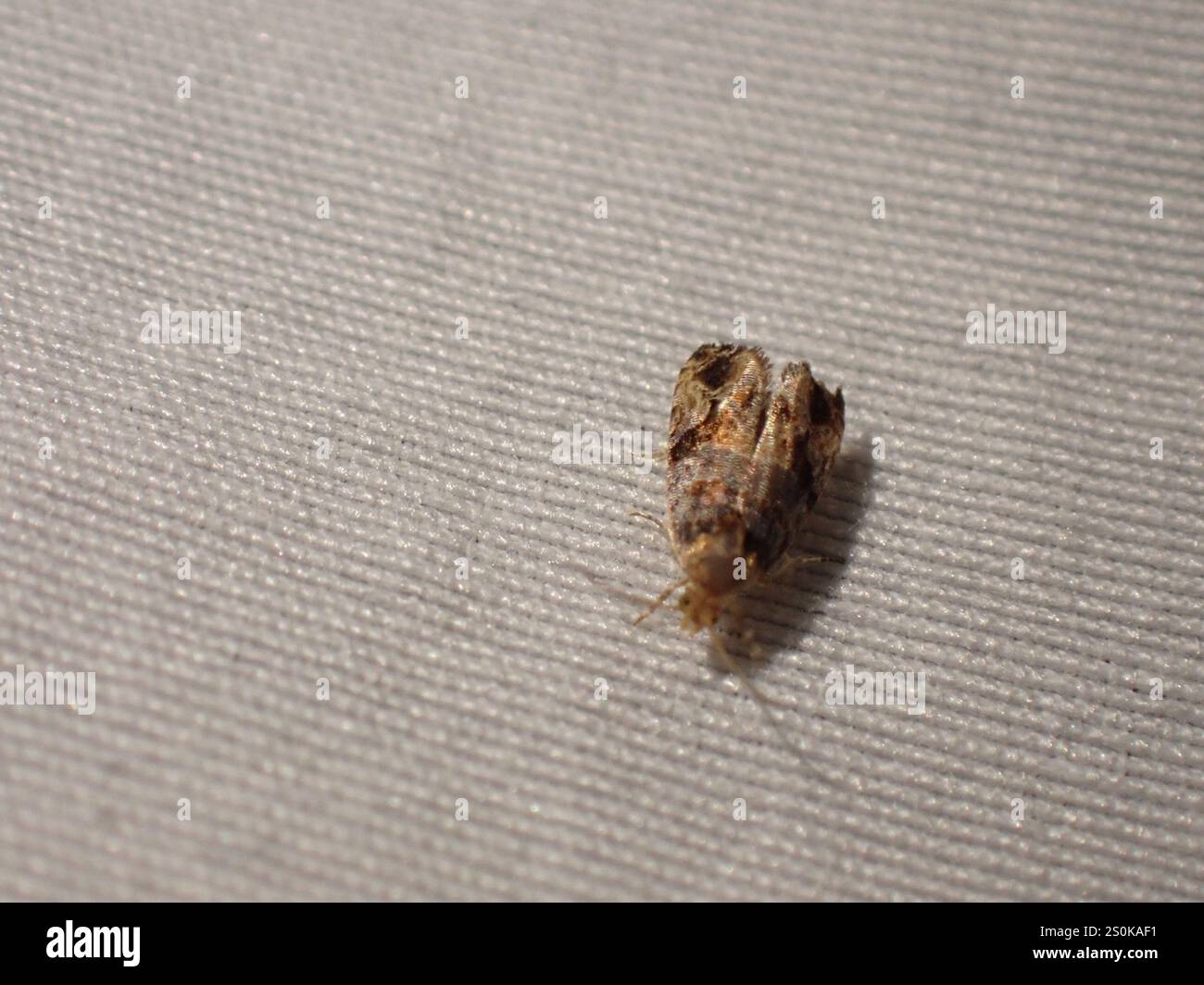 Grape Berry Moth (Paralobesia viteana Stock Photo - Alamy