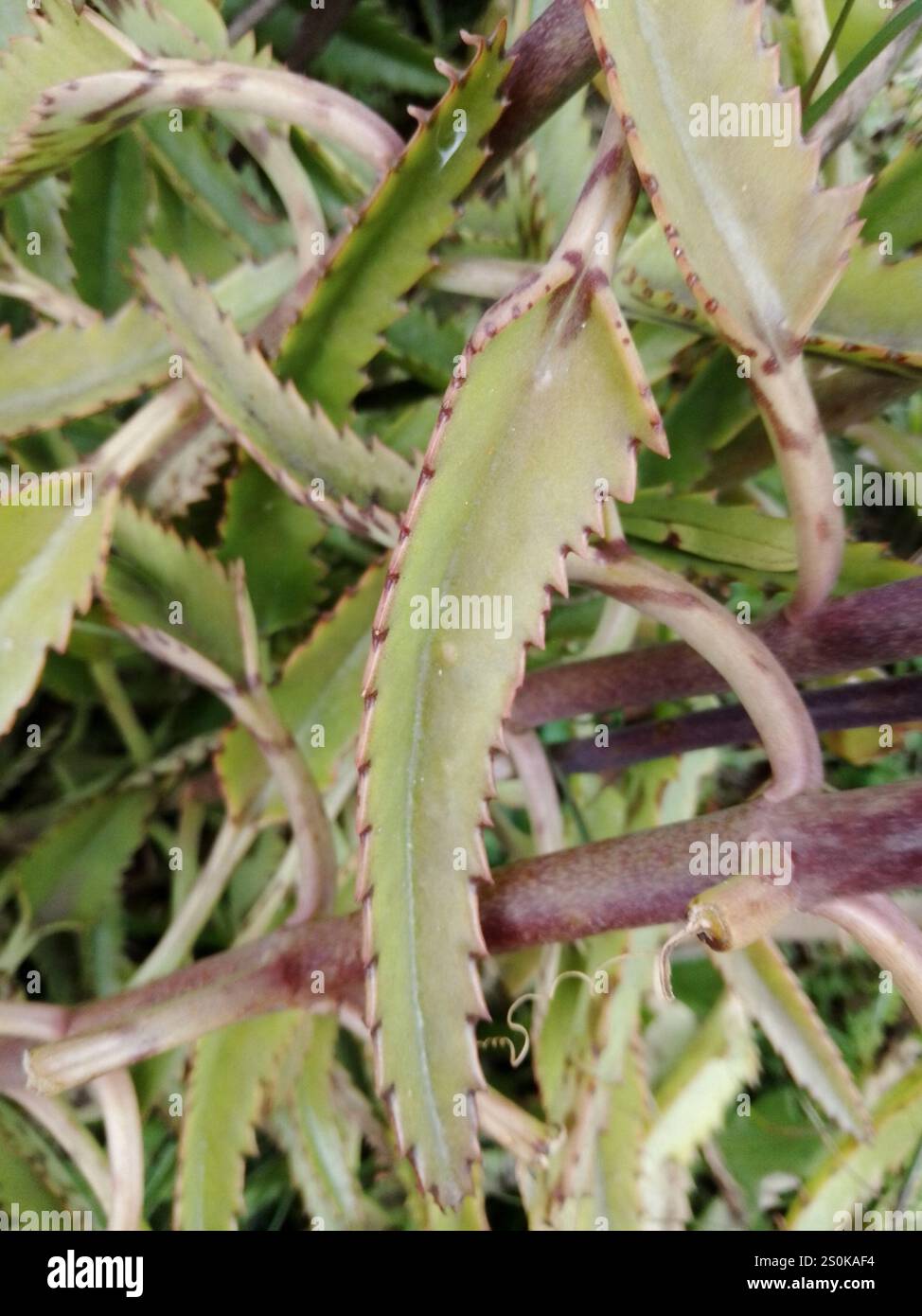 Alligator plant (Kalanchoe × houghtonii Stock Photo - Alamy