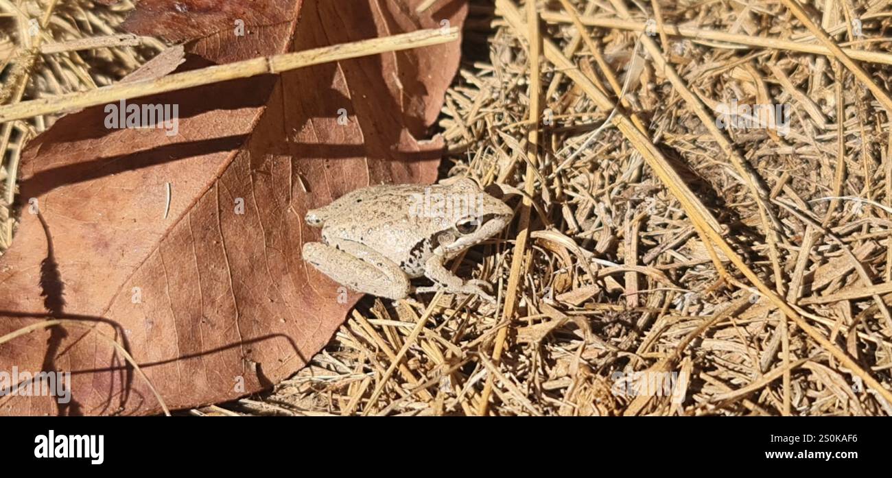 Broad-palmed Rocket Frog (Litoria latopalmata Stock Photo - Alamy