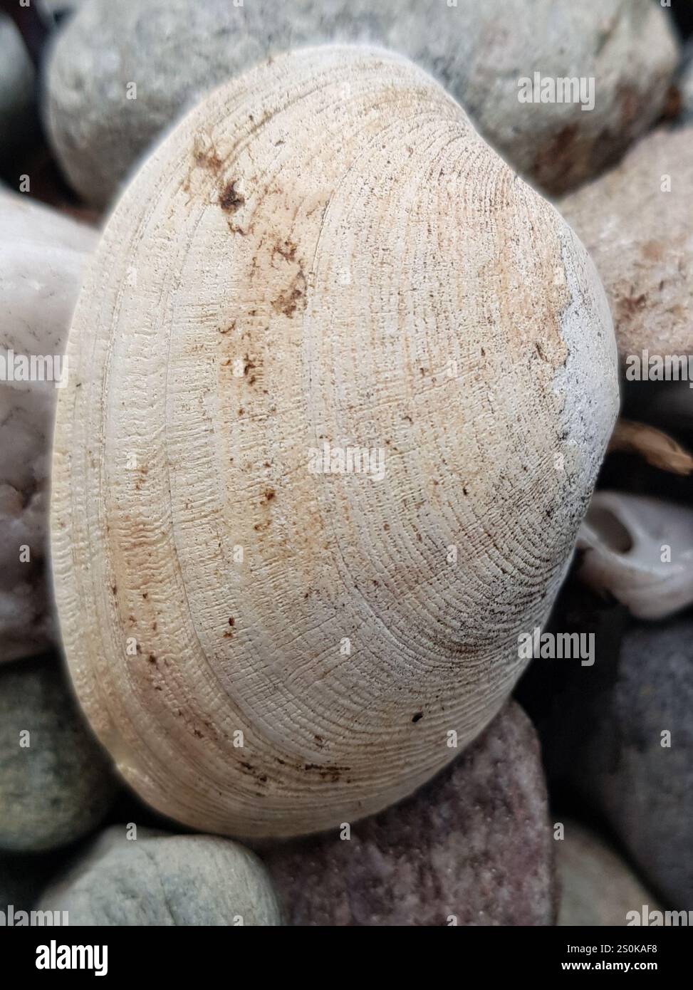 Pullet Carpet Shell (Venerupis corrugata Stock Photo - Alamy