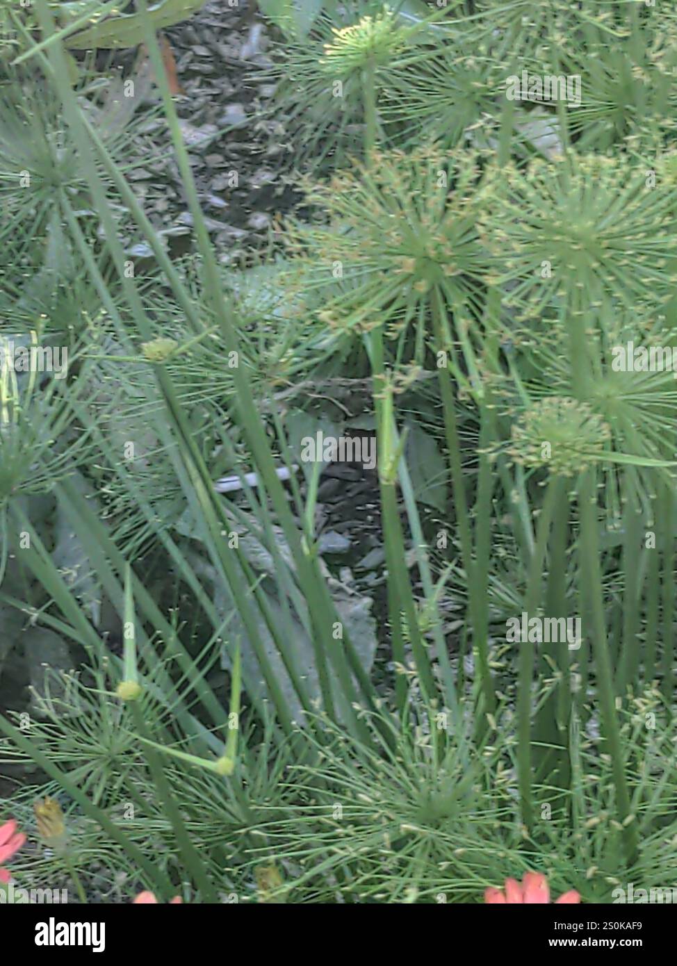 Papyrus sedge (Cyperus papyrus Stock Photo - Alamy