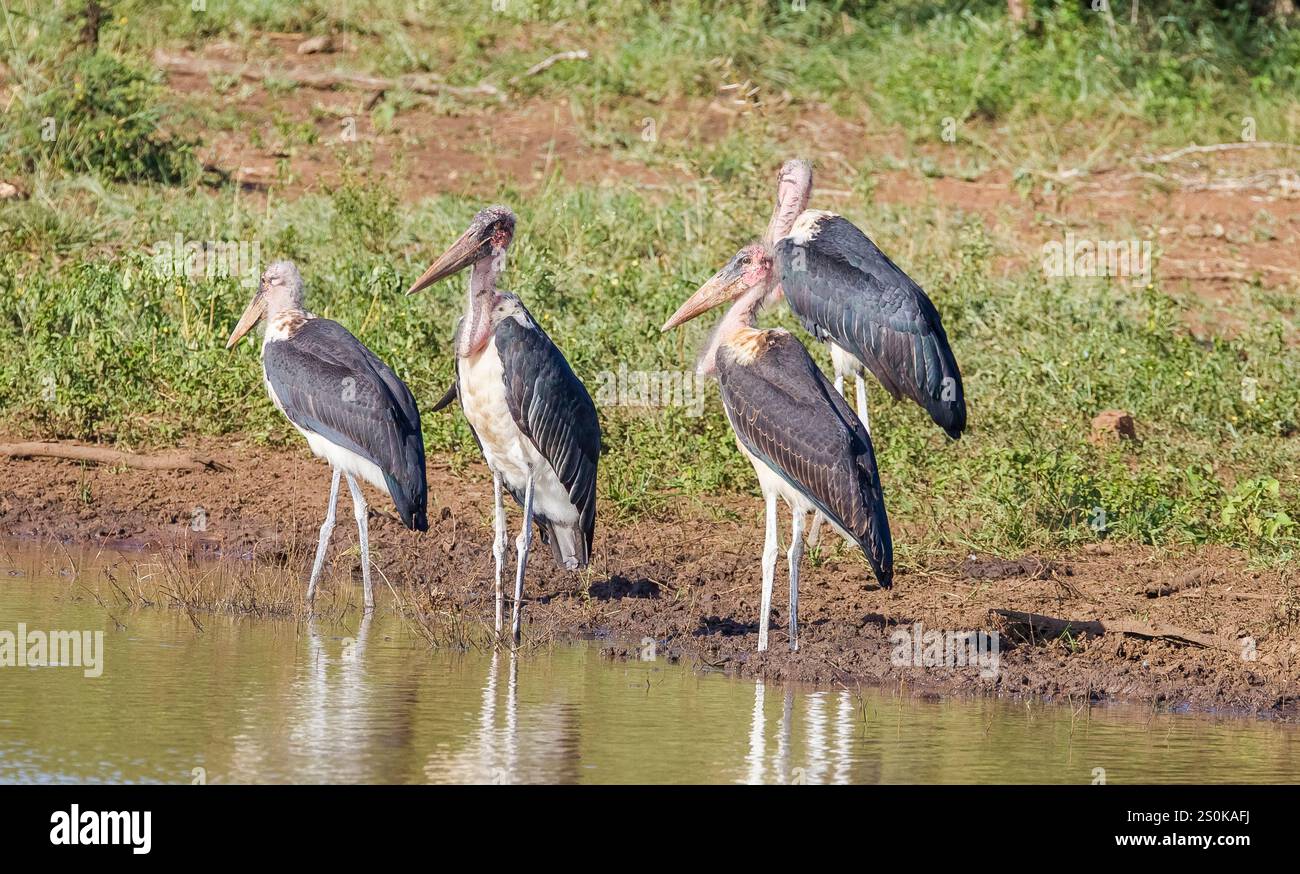 Marabou stork (Leptoptilos crumeniferus) is a bird living in Africa in ...