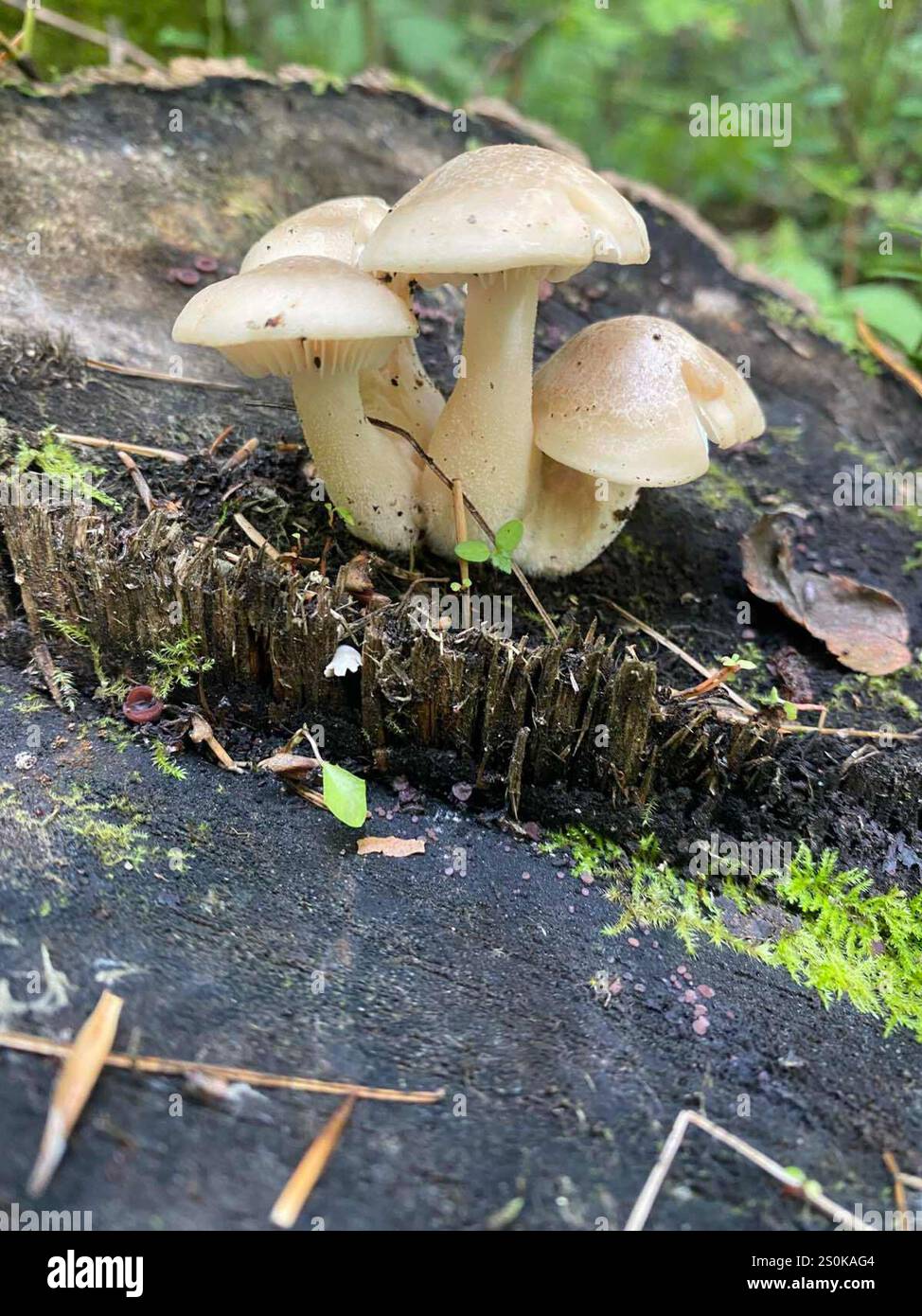 chestnut brittlestem (Homophron spadiceum Stock Photo - Alamy