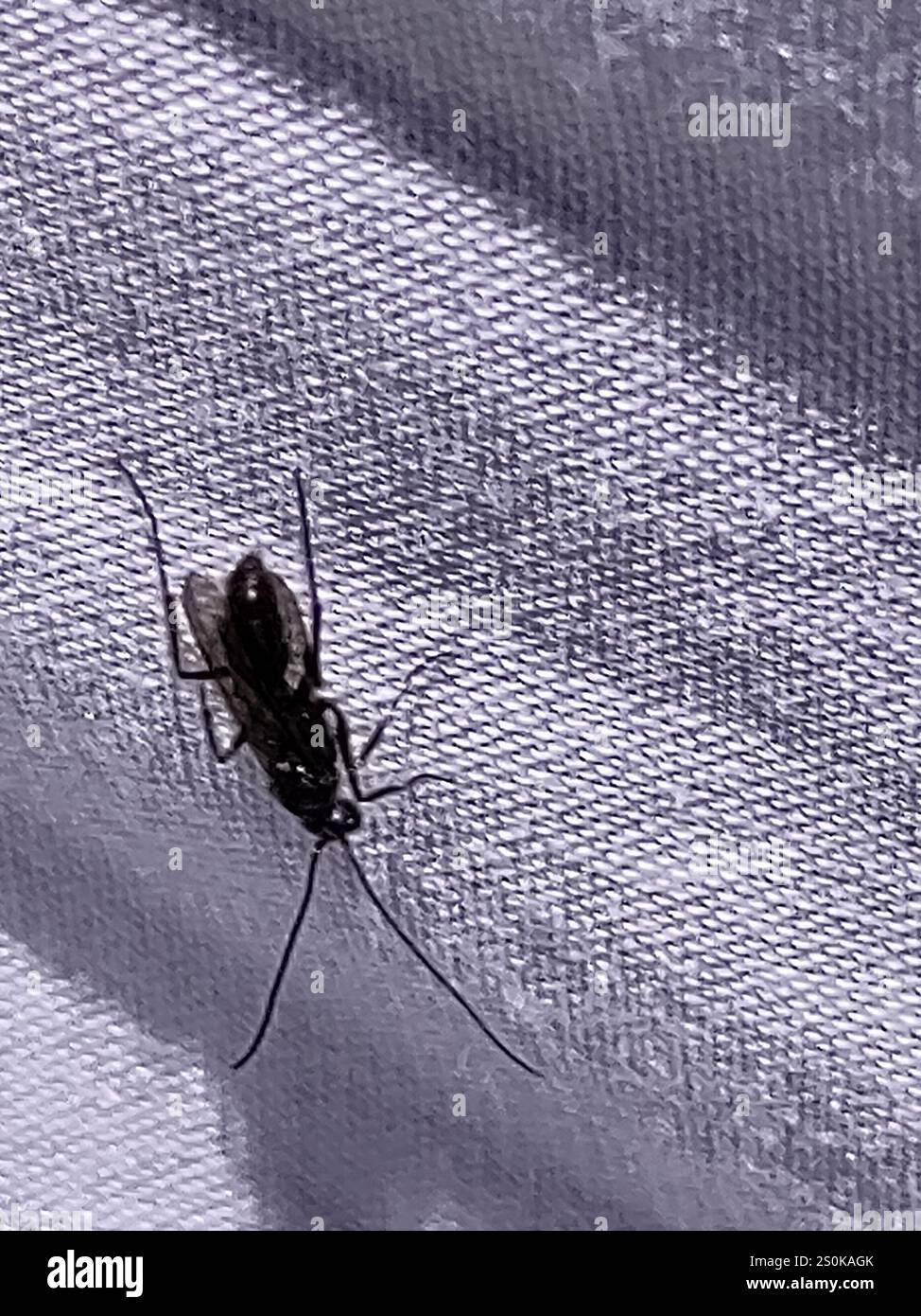 Ants, Bees, Wasps, and Sawflies (Hymenoptera Stock Photo - Alamy