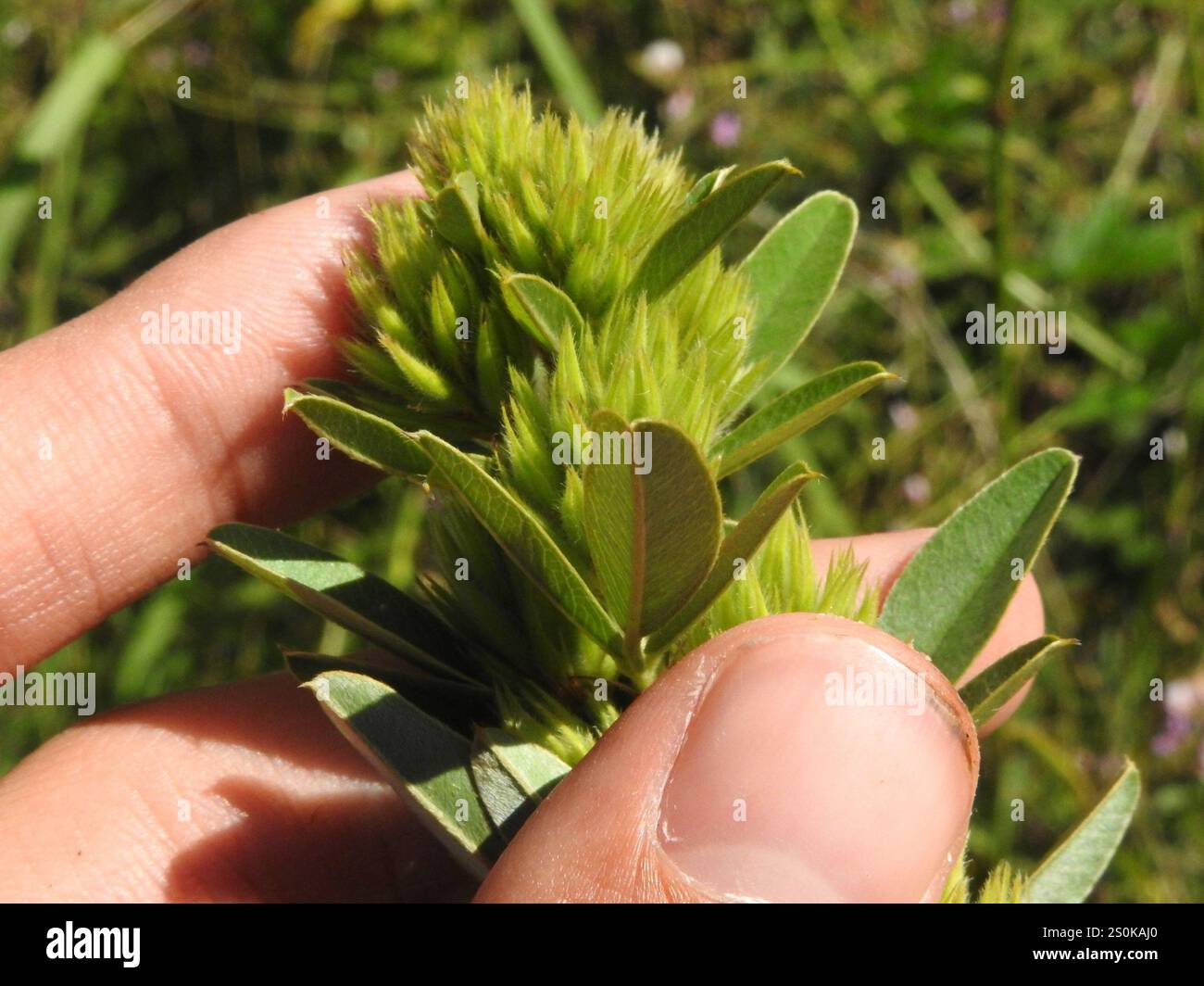 round-headed bush clover (Lespedeza capitata Stock Photo - Alamy