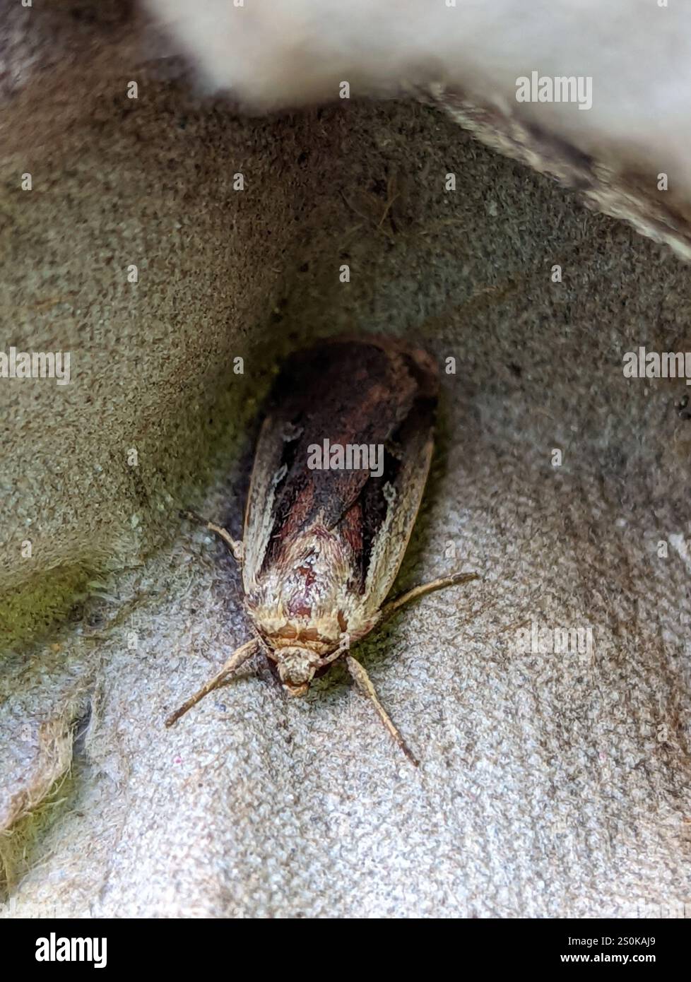 Flame Shoulder Moth (Ochropleura plecta Stock Photo - Alamy