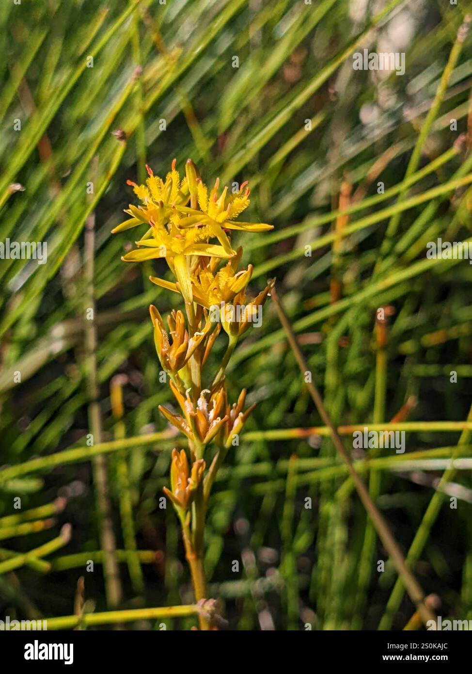 bog asphodel (Narthecium ossifragum Stock Photo - Alamy