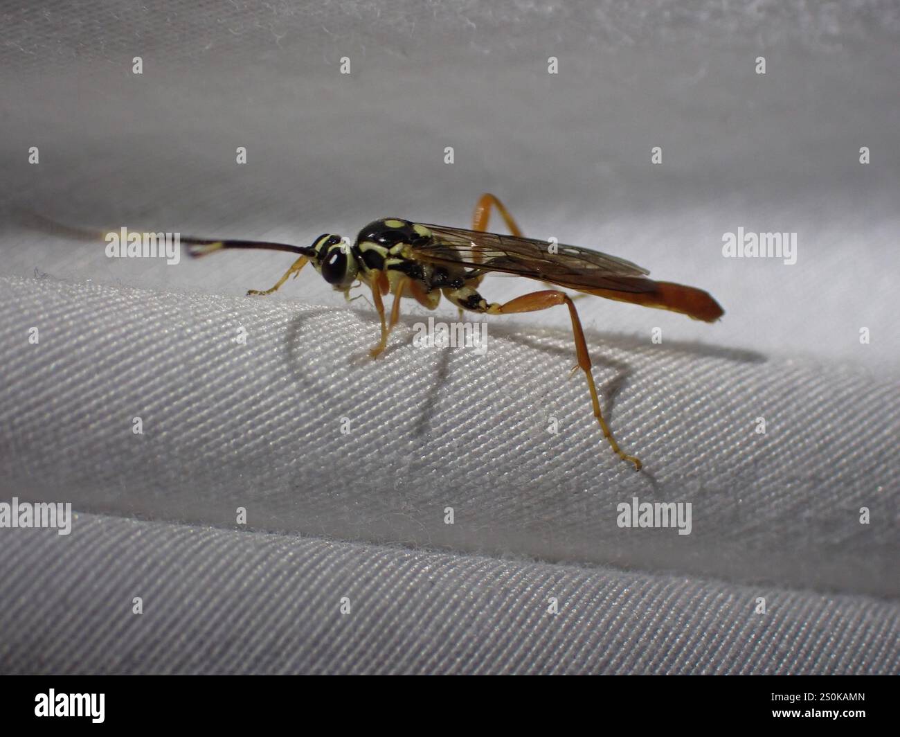 Ichneumonid Wasps (Ichneumonidae Stock Photo - Alamy