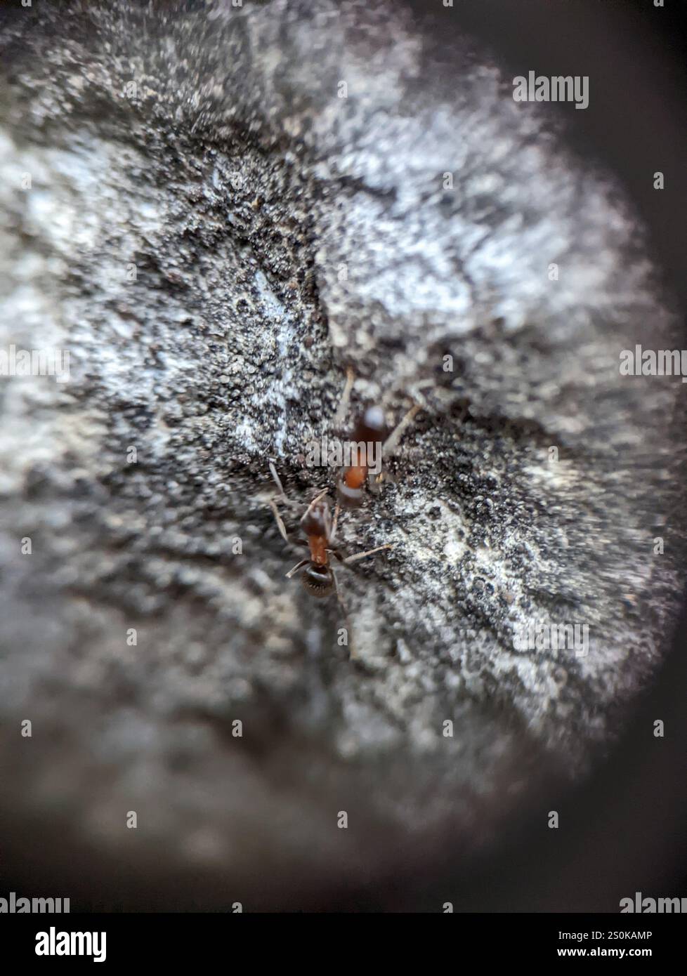 central european bicolored ant (Lasius emarginatus Stock Photo - Alamy