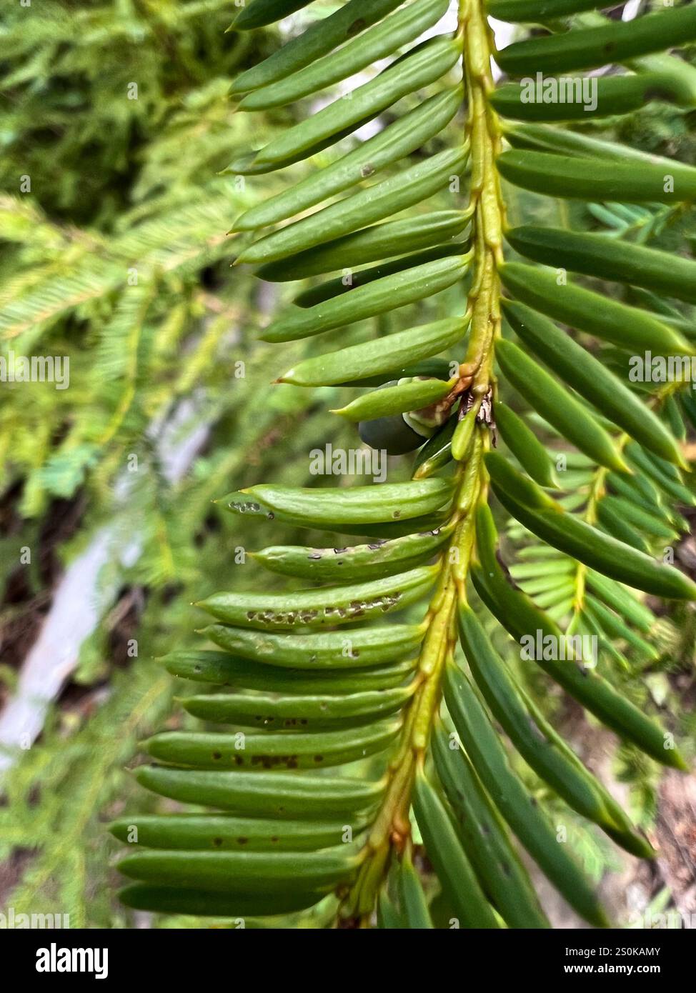 Pacific yew (Taxus brevifolia Stock Photo - Alamy