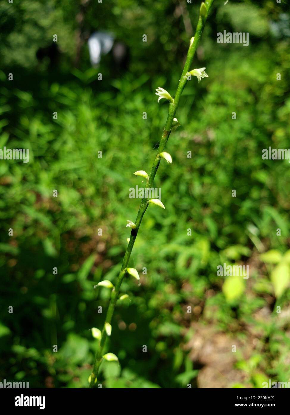 American jumpseed (Persicaria virginiana Stock Photo - Alamy