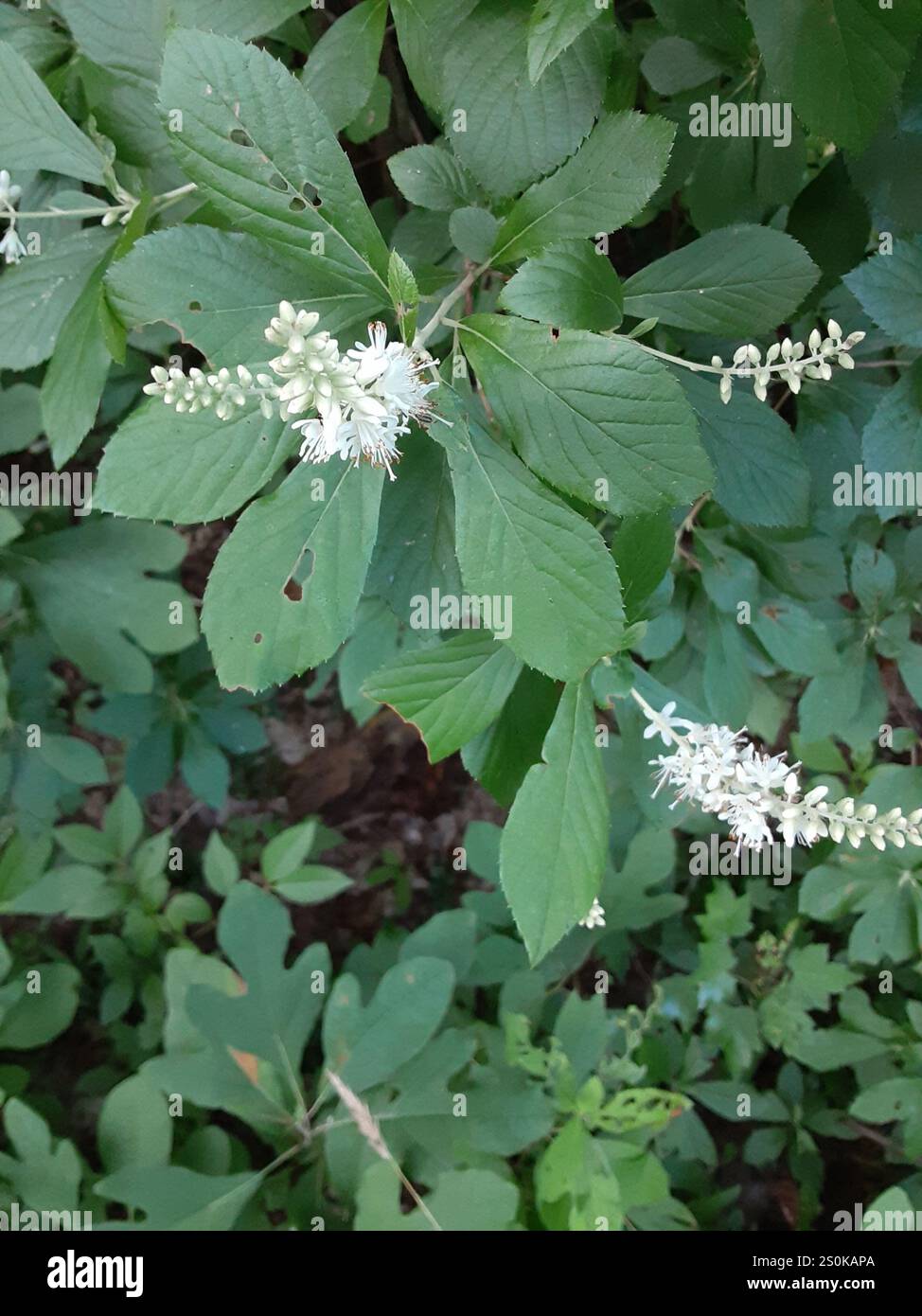 Sweet Pepperbush (Clethra alnifolia Stock Photo - Alamy