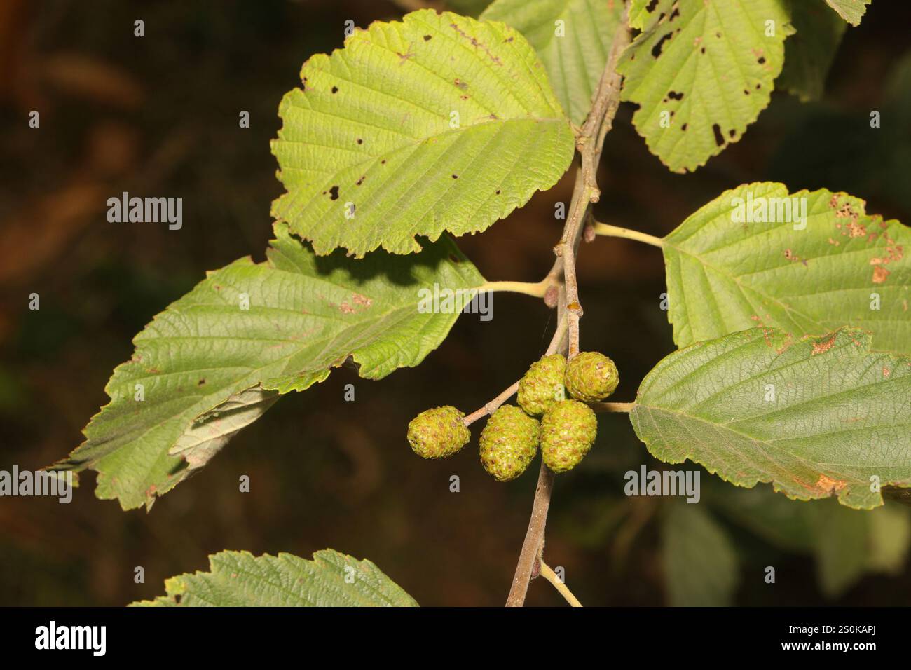 grey alder (Alnus incana Stock Photo - Alamy