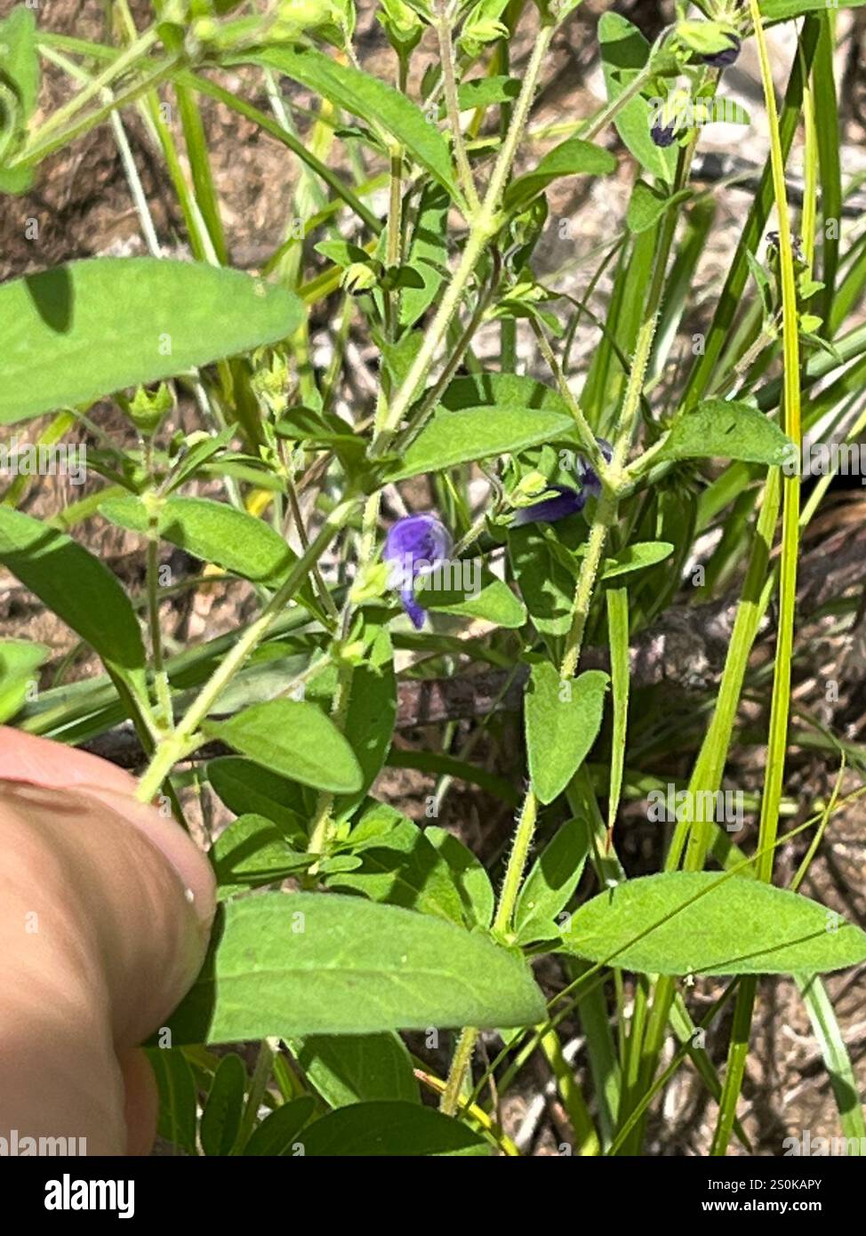 Blue Curls (Trichostema dichotomum Stock Photo - Alamy