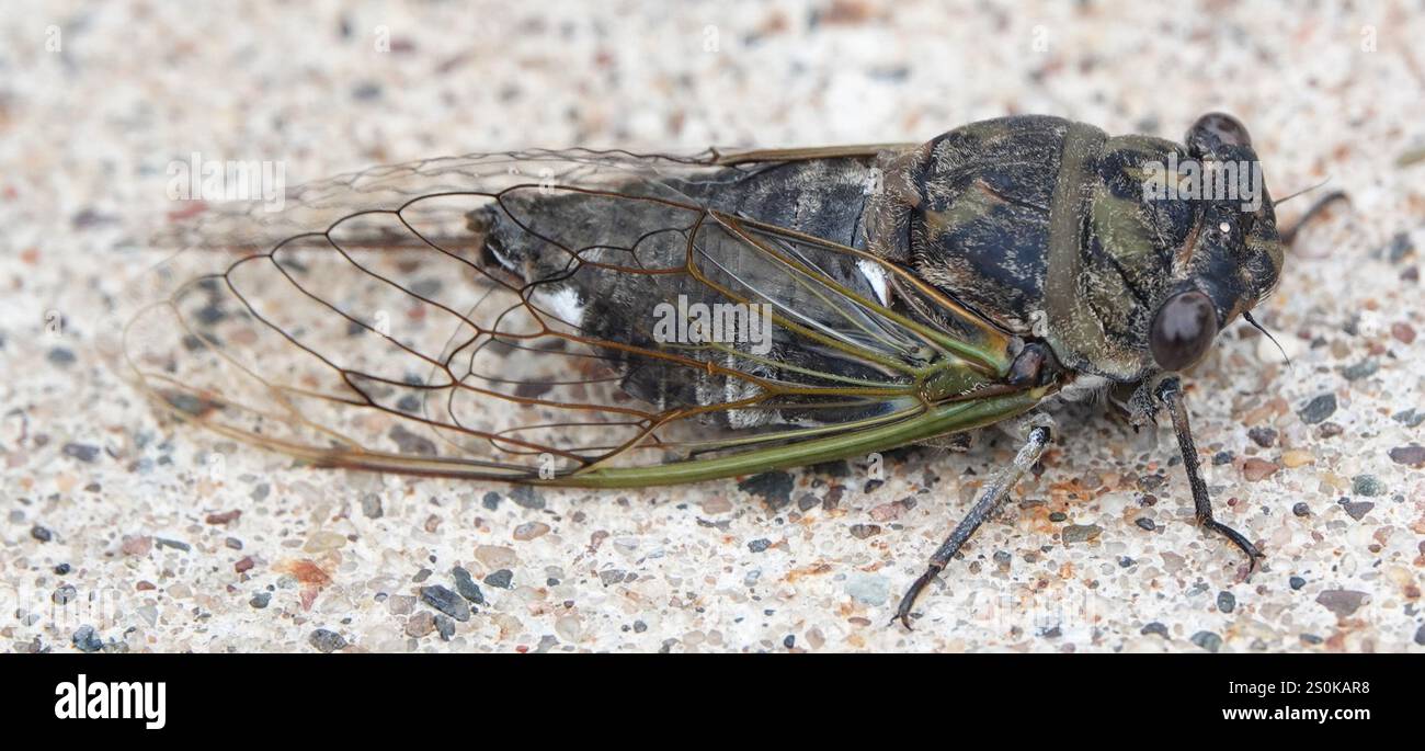 Northern Dog-day Cicada (Neotibicen canicularis Stock Photo - Alamy