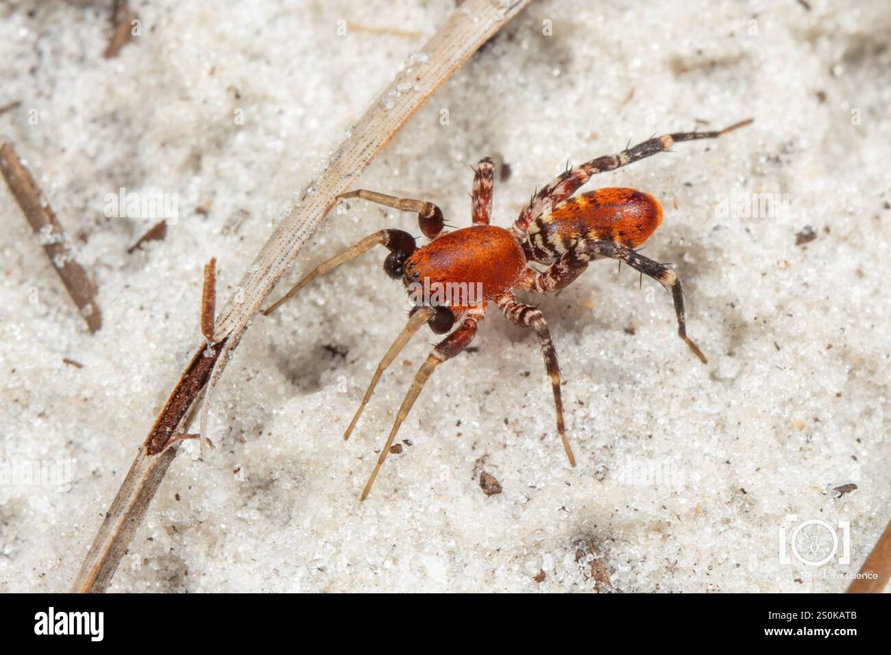 Orange Ant-mimic Sac Spider (Castianeira amoena Stock Photo - Alamy