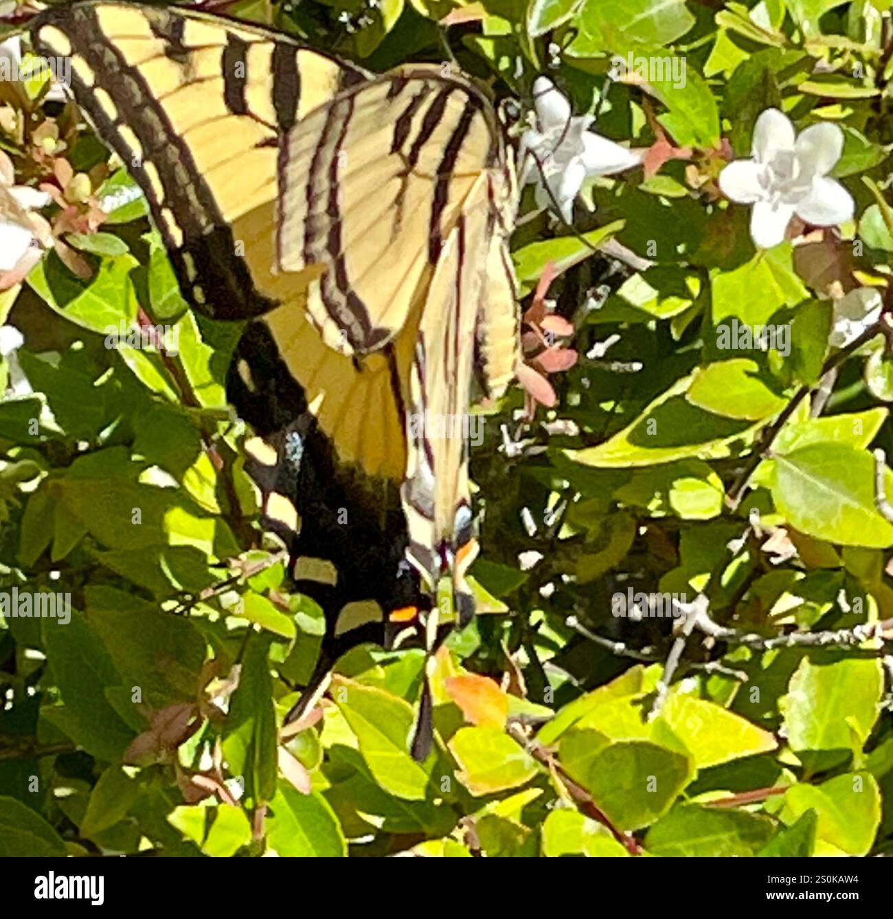 Western Tiger Swallowtail (Papilio rutulus Stock Photo - Alamy