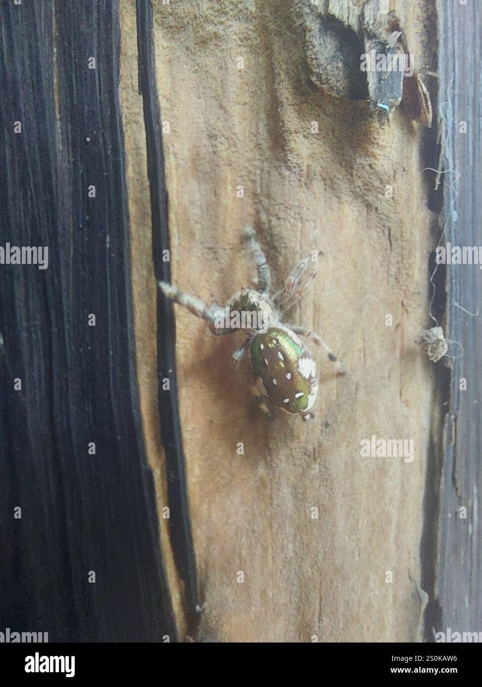 Golden Jumping Spider (Paraphidippus aurantius Stock Photo - Alamy