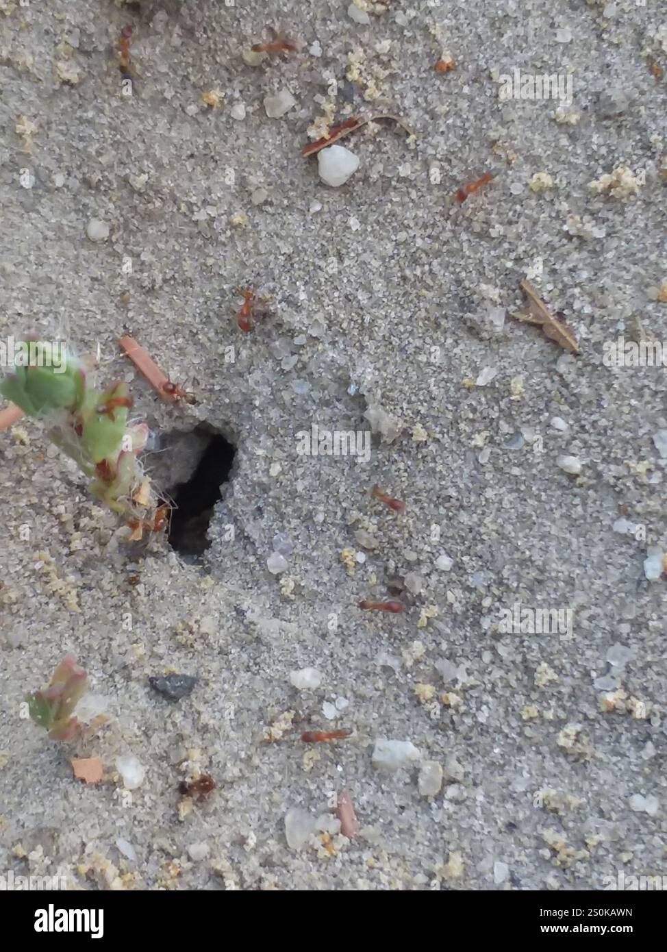 Buren's Pyramid Ant (Dorymyrmex bureni Stock Photo - Alamy