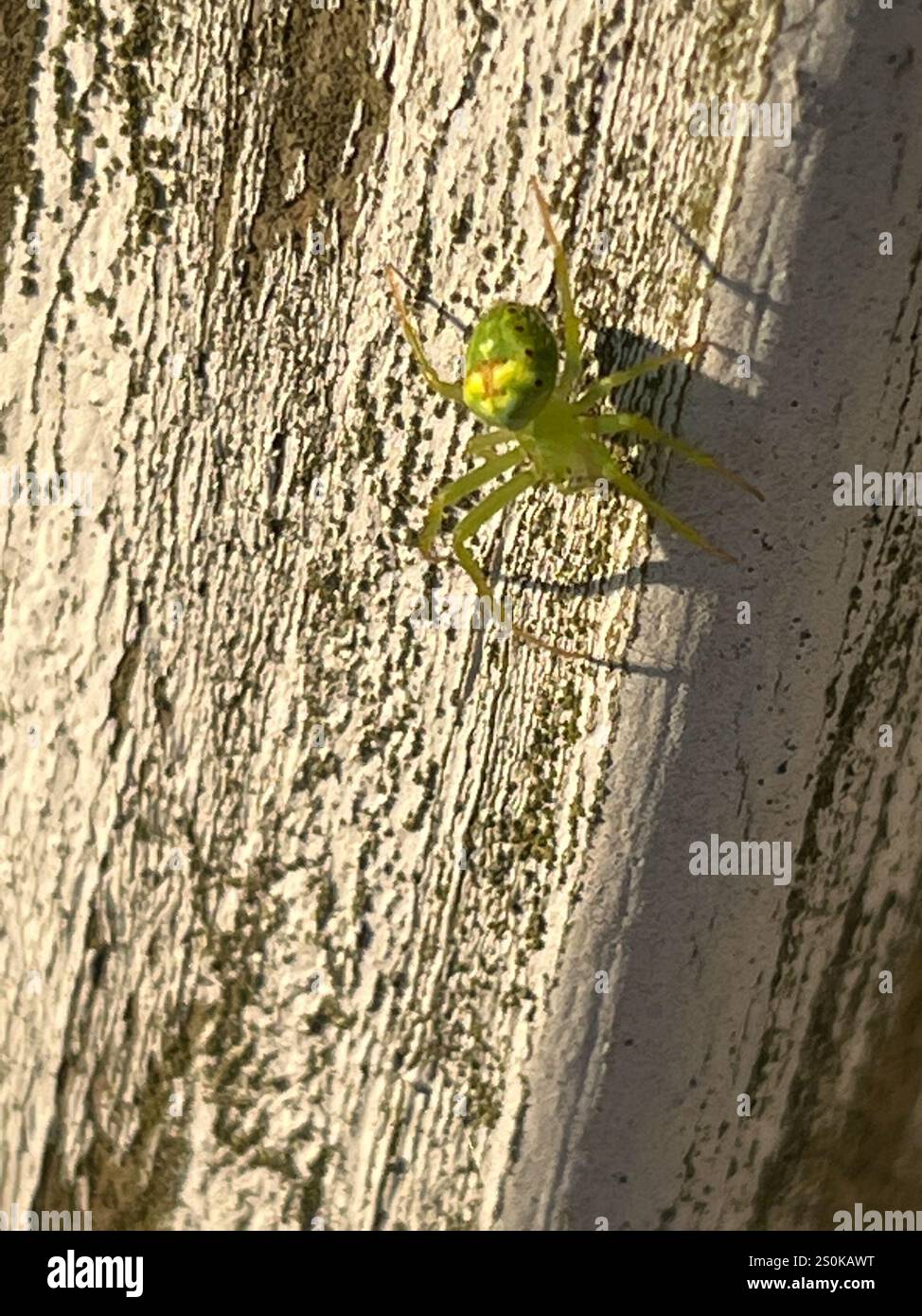 Typical Spiders (Araneomorphae Stock Photo - Alamy