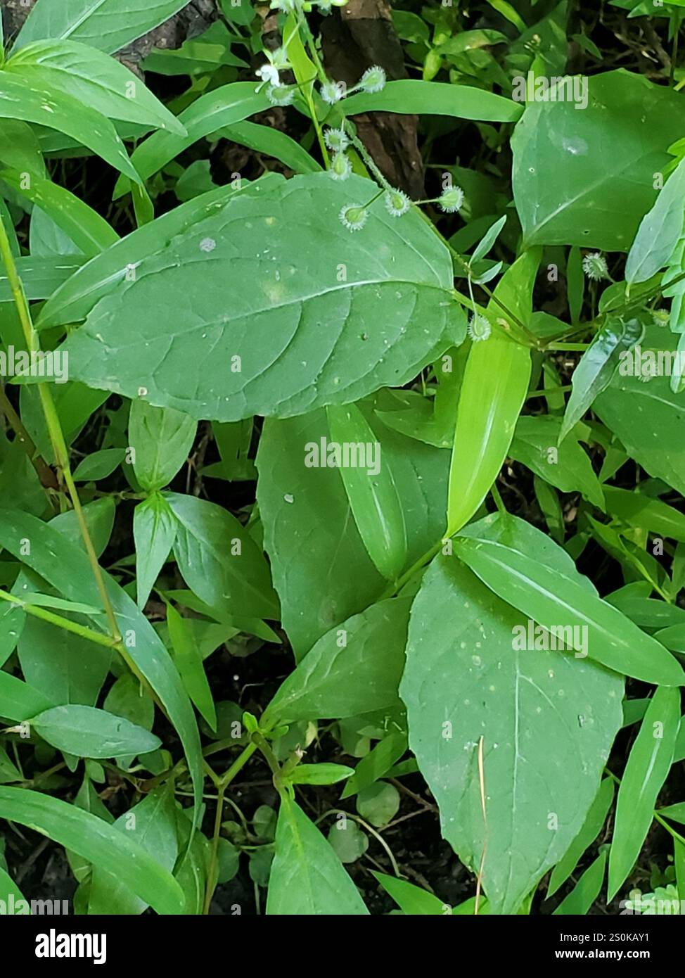 broadleaf enchanter's nightshade (Circaea canadensis Stock Photo - Alamy