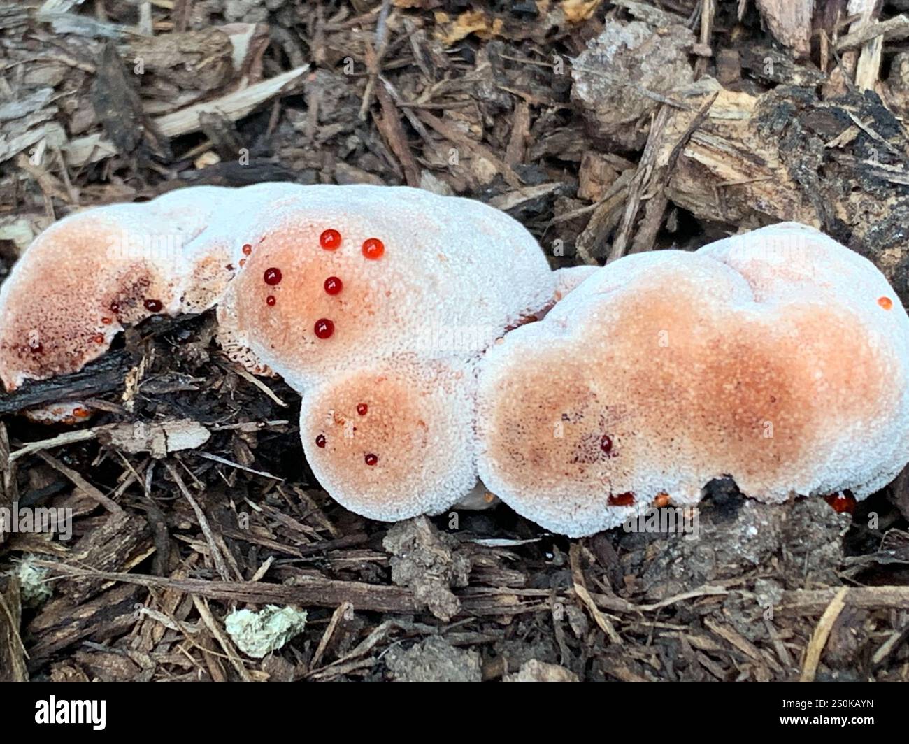 Blushing Rosette (Abortiporus biennis Stock Photo - Alamy
